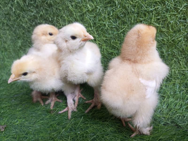 Black Polish, Golden heavy buff - Hens - 1100948576