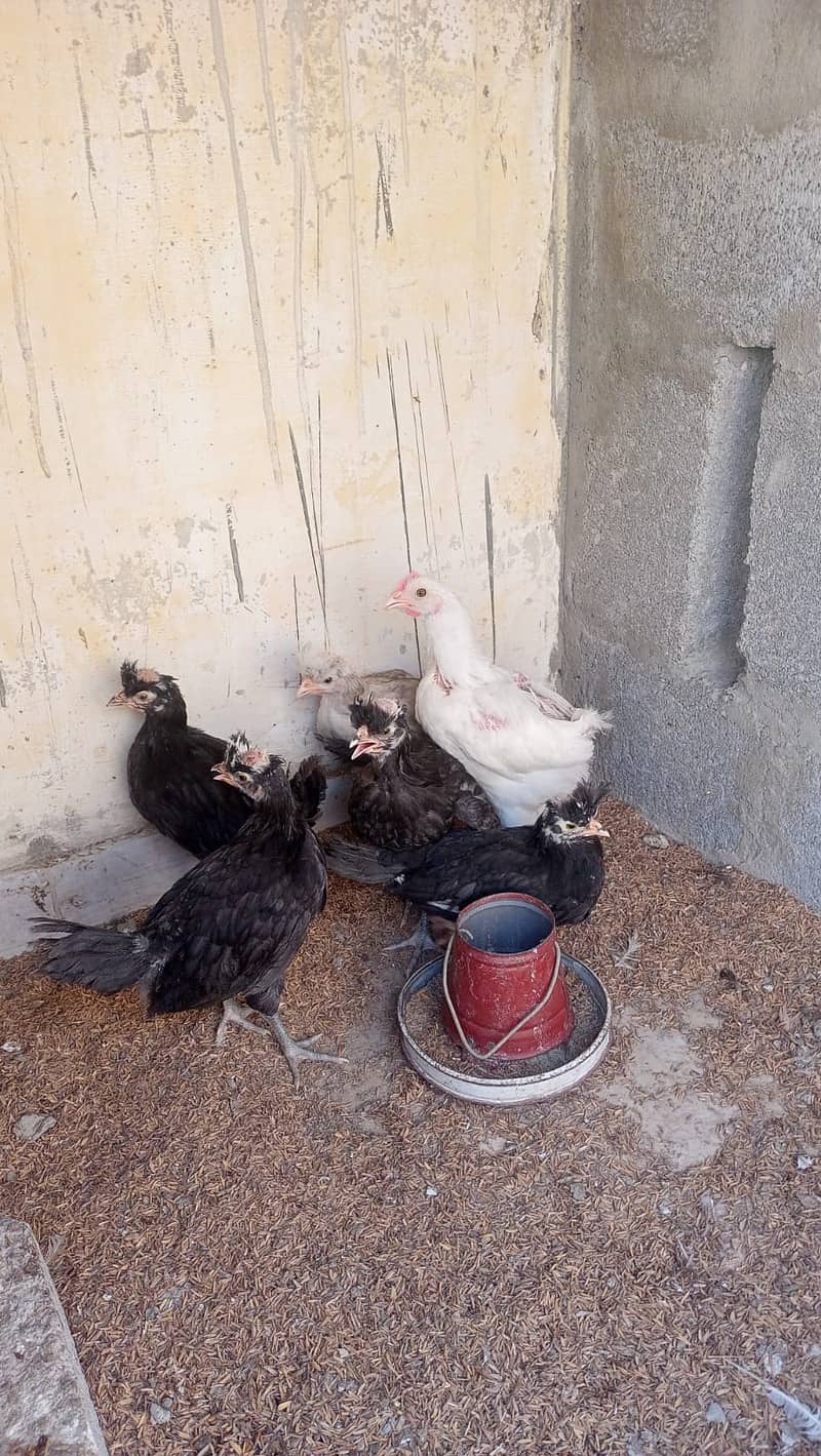 Black Polish, Golden heavy buff - Hens - 1100948576