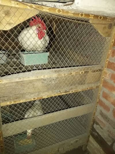 aseel Cage. Hight 3.7 Feet Width 3.4 Feet side width 2.6 Feet. - Hen ...