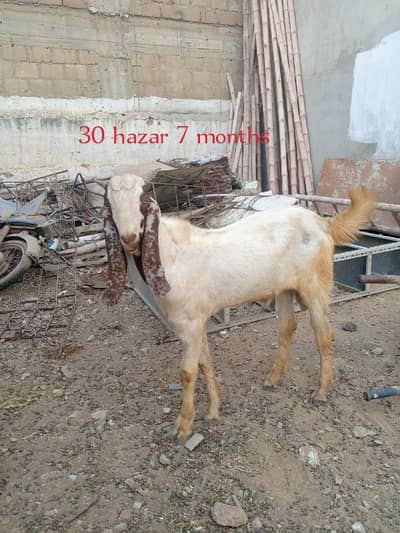 Bakra / goat - Goats - 1100955349