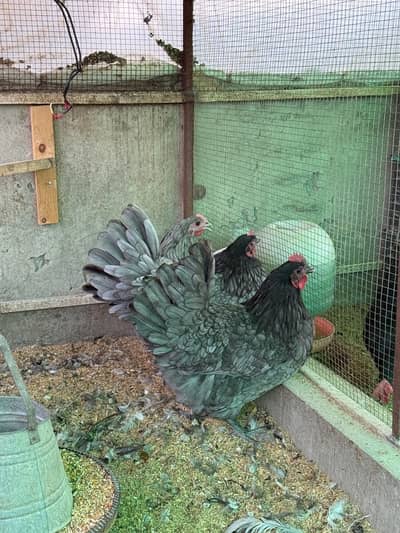 blue splash heritage female - Hens - 1100028809