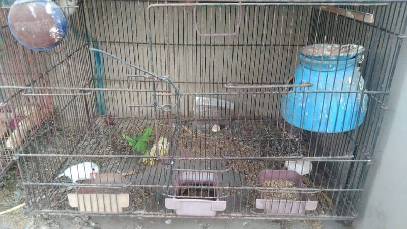 2 cages - Hen Cages - 1101023792