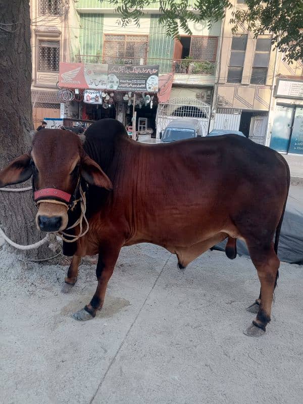 Bachra - Other Animals - 1101024419