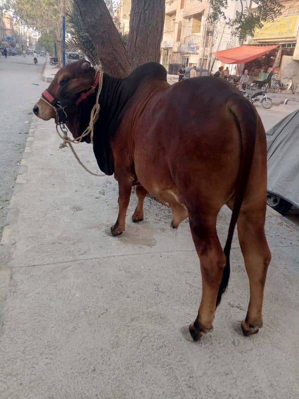 Bachra - Other Animals - 1101024419