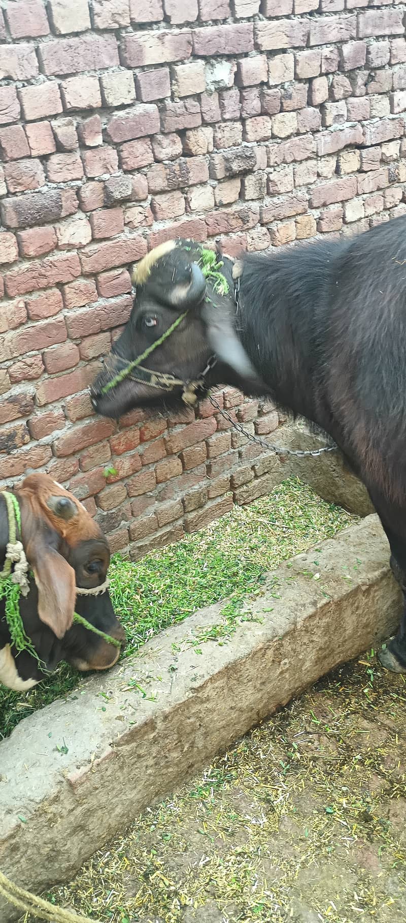 Qurbani ka Janwar| bull| cow| Qurbani| bachra| katta - Bulls - 1101035898