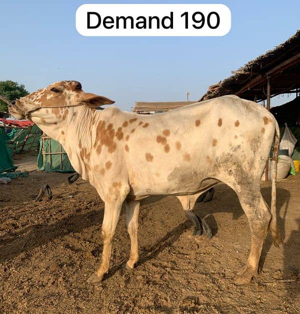 bachri or bachra for sale qurbani 2025 - Cows - 1101069762