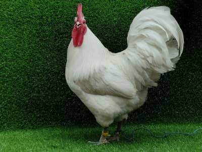 White Austrolorp heritage and Rir Heritage Chick| Izabel brahma | hen ...