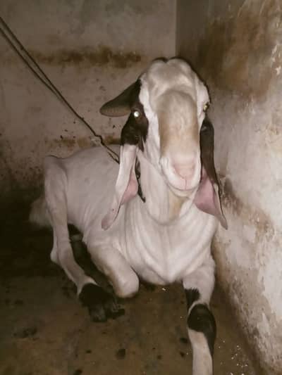 Bakra 4daant ando qurbani - Goats - 1101105511