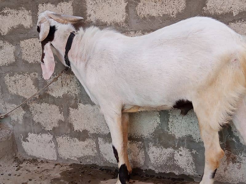 Bakra 4daant ando qurbani - Goats - 1101105511