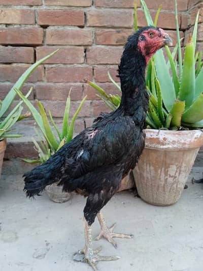 White Shamo Breeders & Chicks | Black Shamo Breeders & chicks - Hens ...