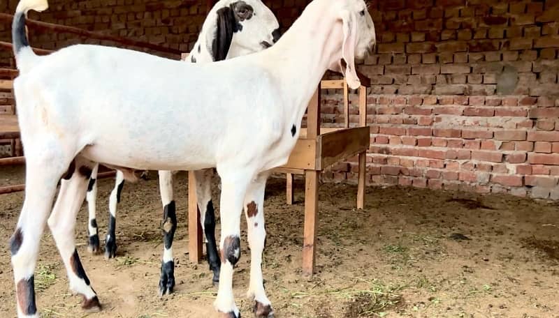 Rajanpuri bakra 2 Dant heavyweight - Goats - 1101138832