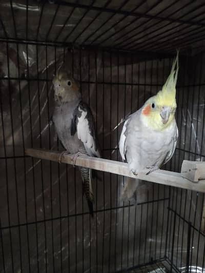 cocktail and love bird boxes and Australian males - Parrots - 1101171936