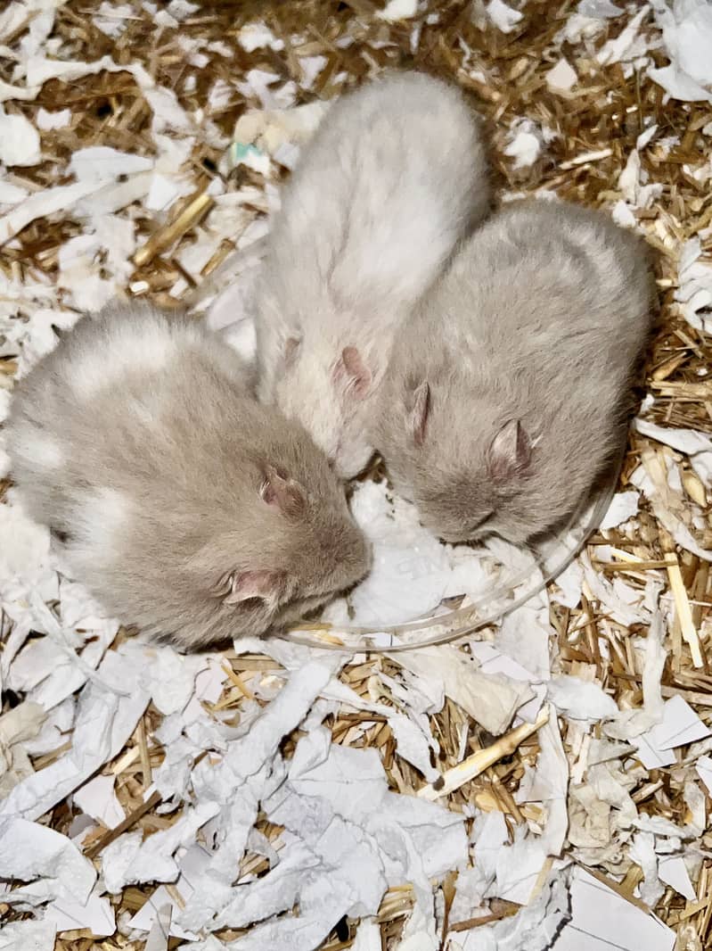 Long coat red eyes hamster for sale - Other Animals - 1101177156