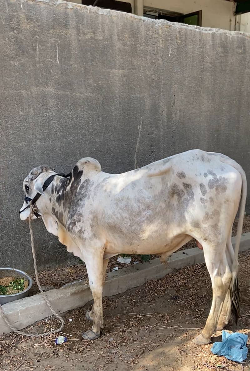 2 dant ablack bachra - Cows - 1101225247