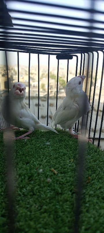 Albino red aye java - Finches - 1101261758
