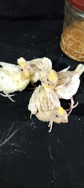 common cocktail for sale - Parrots - 1101266575