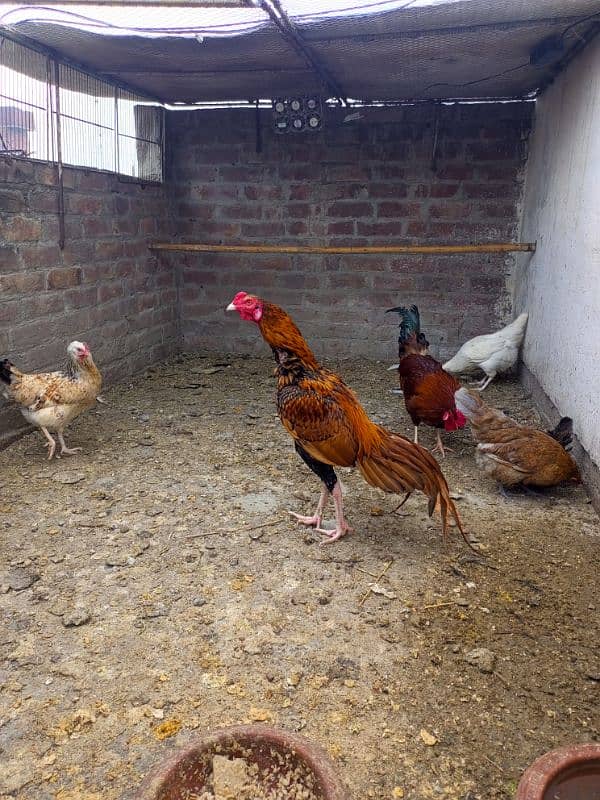 Aseel Murga Thai Sindhi breed - Hens - 1101293794