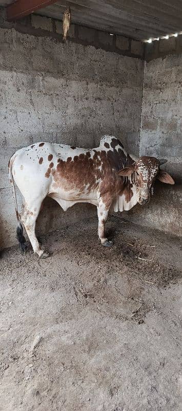 do dant pora ha - Cows - 1101295303