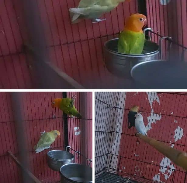 brreder love birds Opline female parblue male both breeder - Parrots ...