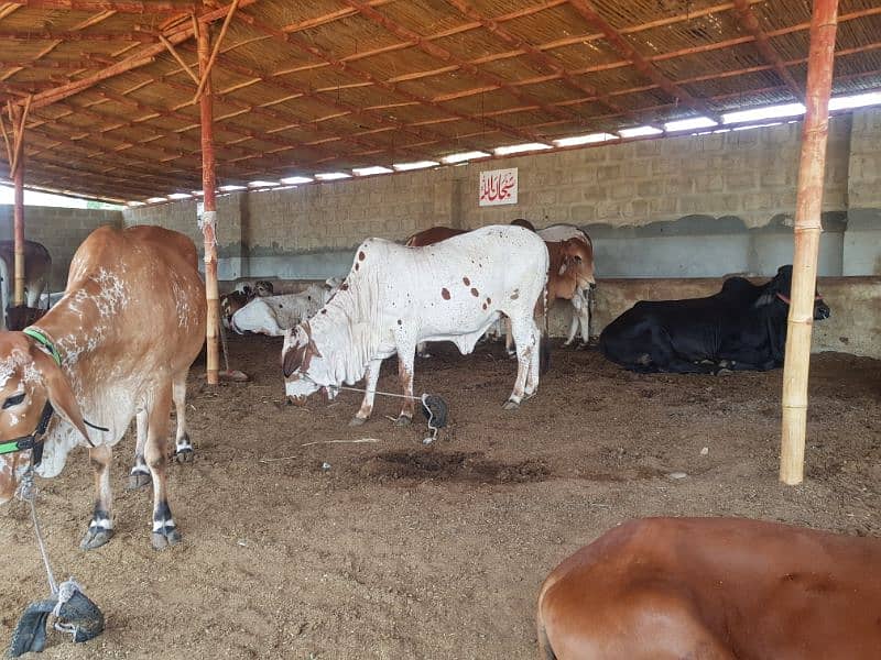 bachiya khoobsurat - Cows - 1101434954