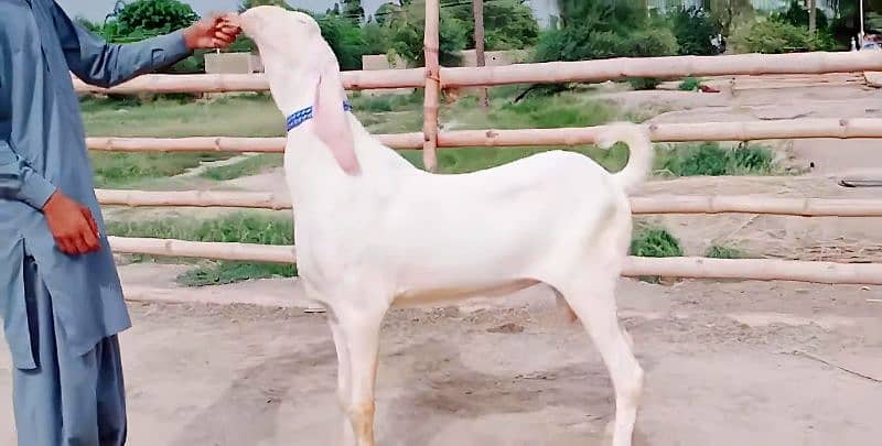 rajanpuri Bakra for sale 03204282997 - Goats - 1101437312