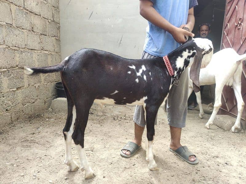 rajan puri bakra for sale - Goats - 1101440313