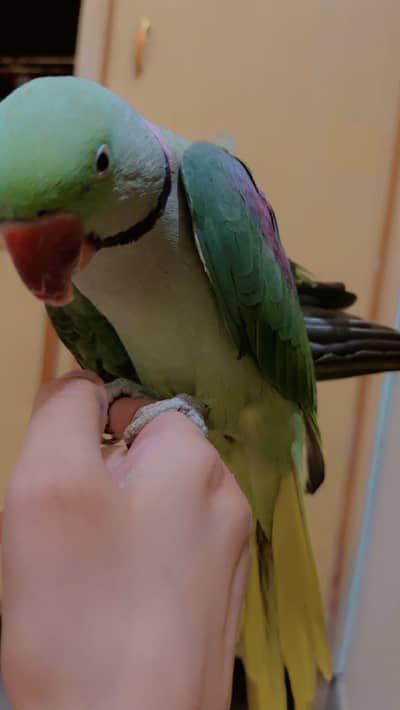 RAW tamed parrot for sale - Parrots - 1101450950