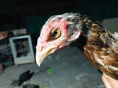 pure pakistani Sindhi Aseel brown salethi big size murgi / hen murghi ...