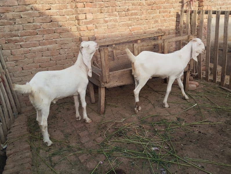 Rajanpuri Bakry - Goats - 1101556063