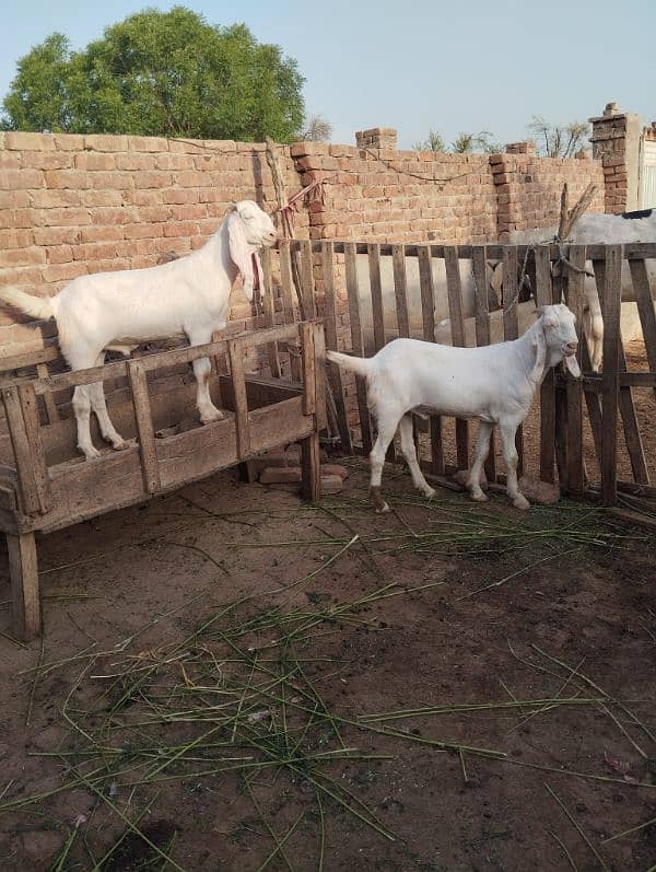 Rajanpuri Bakry - Goats - 1101556063