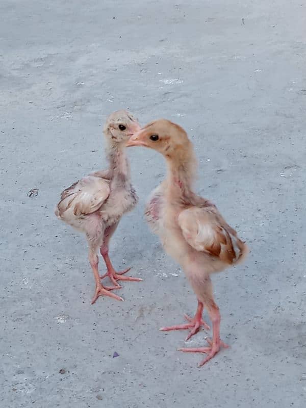 Aseel java pair and chick's - Hens - 1101561434