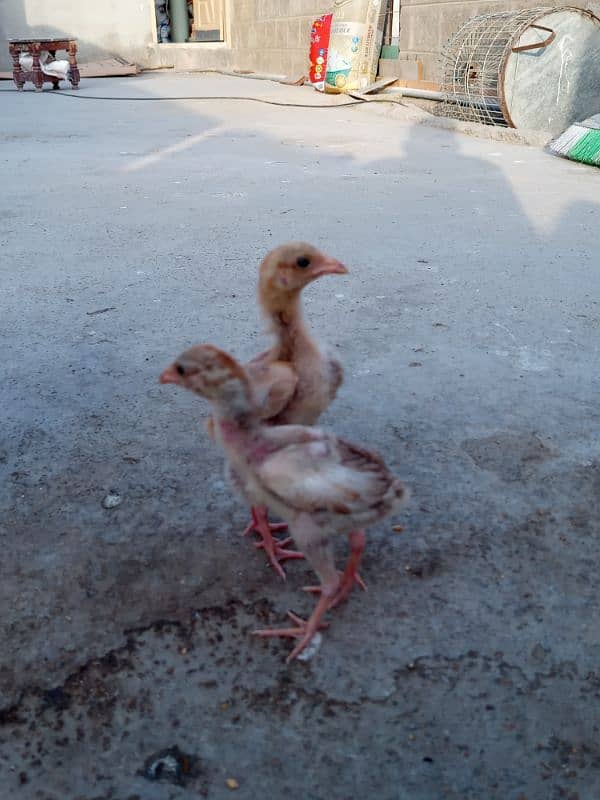 Aseel java pair and chick's - Hens - 1101561434
