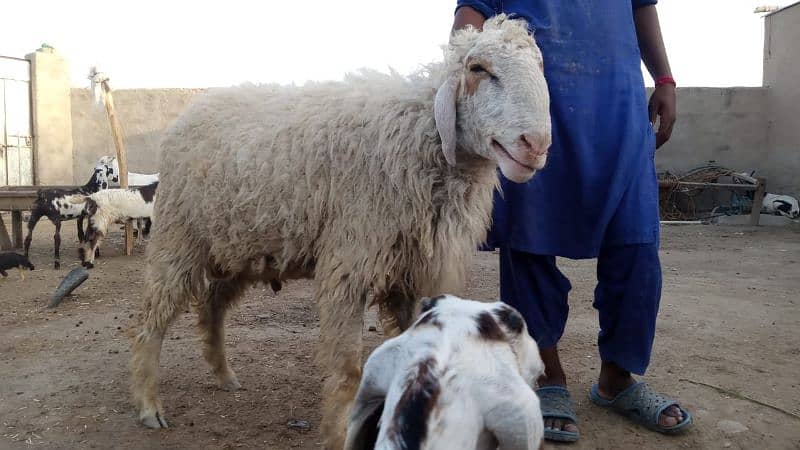 dumba / sheep / bakra / kajla / gulabi - Sheep - 1101589563