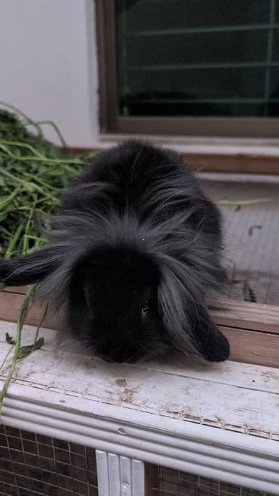 Floppy-Eared Baby Bunnies for Sale in Lahore| Imported Bunnies ...