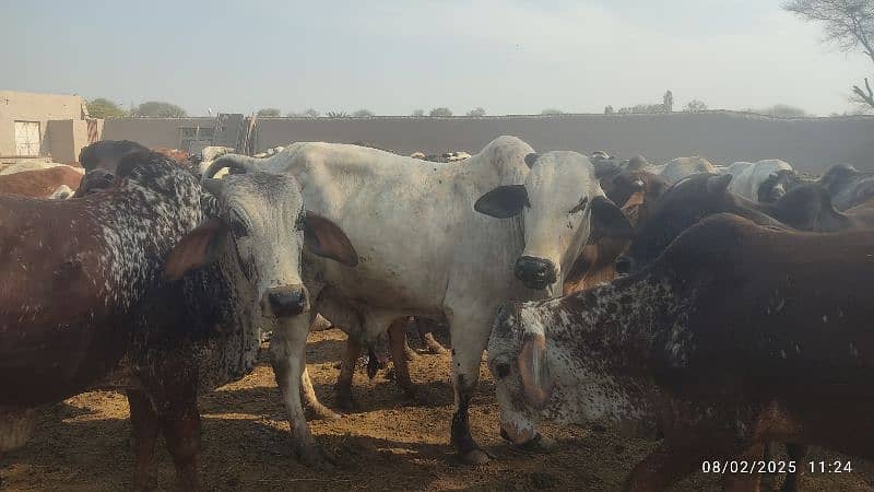 Heavy janwar - Cows - 1101679554