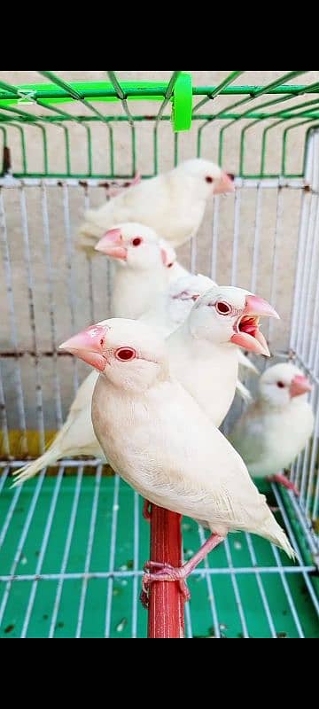 Albino Red eye java - Finches - 1101754392
