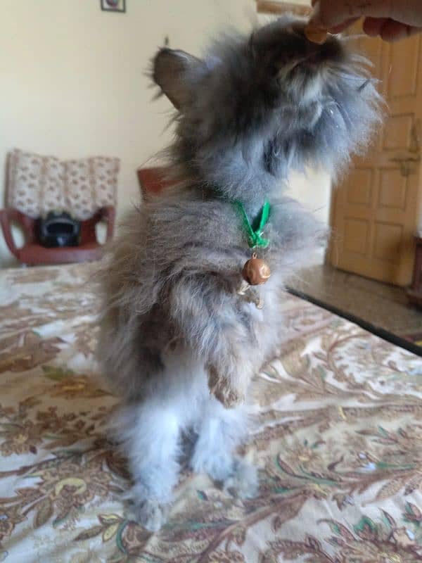 Beautiful French Rabbit with Cage - Rabbits - 1101762816