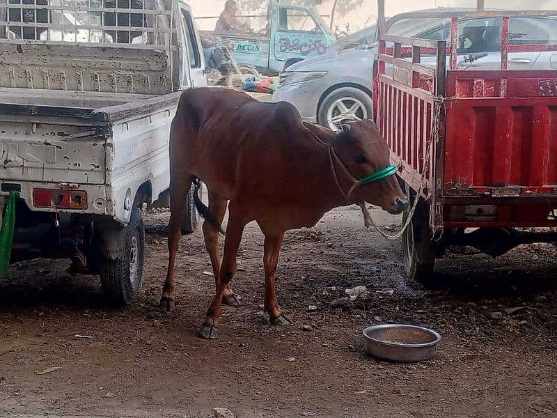 2 daant bachri - Cows - 1101792347