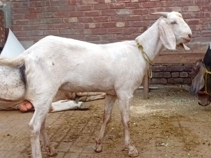 Goat for eid || Bakra || Qurbani ka Bakra - Goats - 1101795610