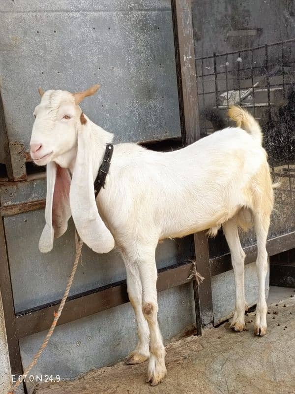 2 Dant Gulabi Bakra & Black Chamba - Goats - 1101837913