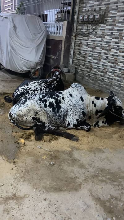 Do dant bachra - Cows - 1101840655