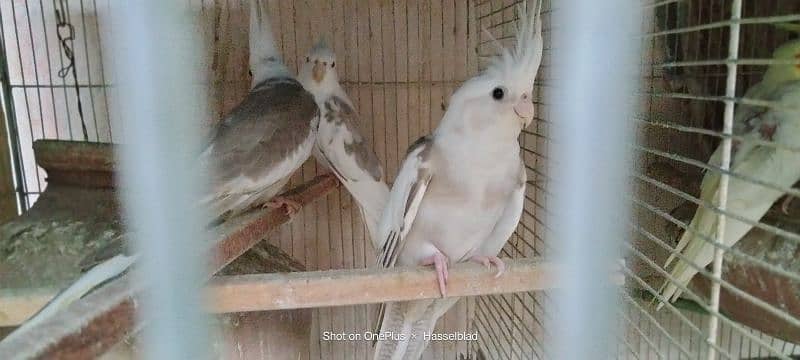 Cocktail pair & love birds - Parrots - 1096813052