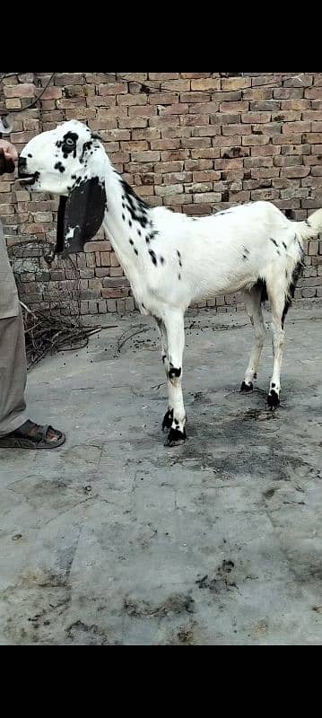 2 dant patha - Goats - 1101872458
