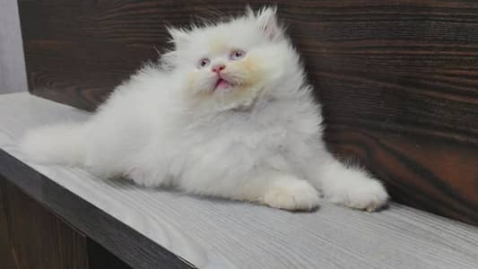 Persian kitten for sale piki bloodline - Cats - 1100841686