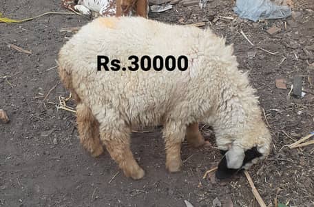 chatra/goat - Sheep - 1101909548