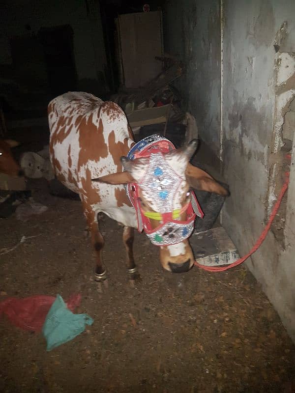 buatifull cow for qurbani - Cows - 1101915281
