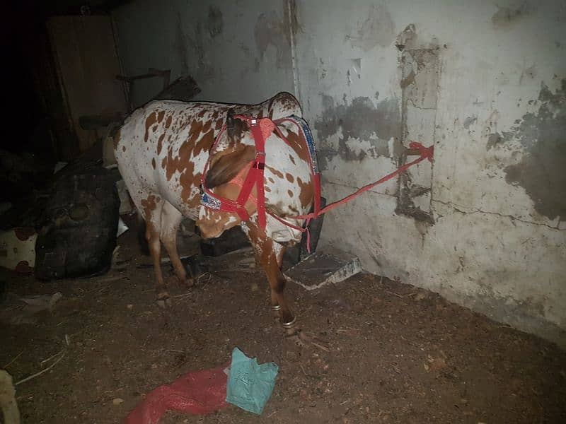buatifull cow for qurbani - Cows - 1101915281