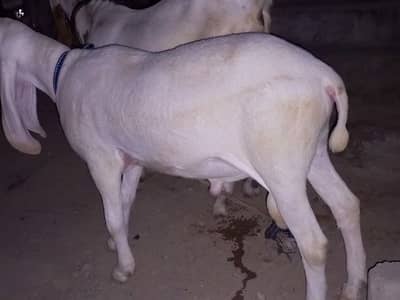 Sheep. Dumba. goat - Sheep - 1101944262