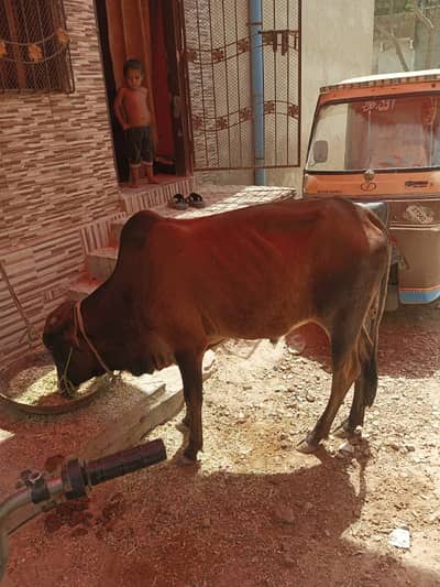 2 daat ka bahcra - Cows - 1101954292