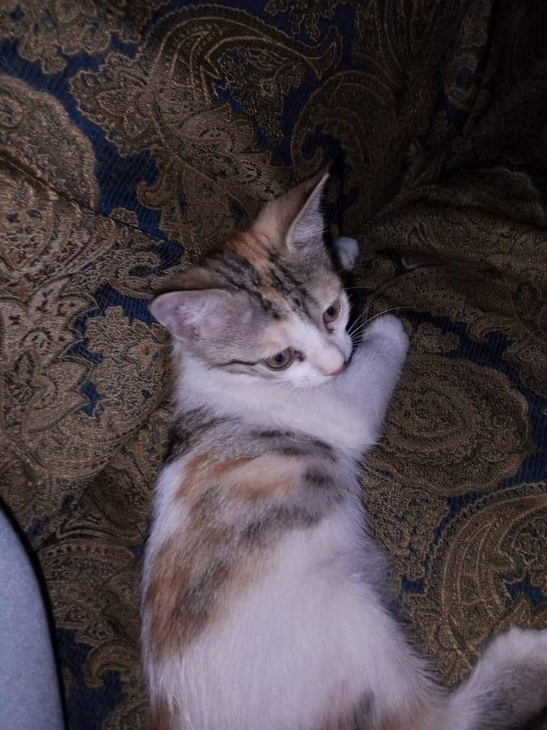 kittens available - Cats - 1101954955